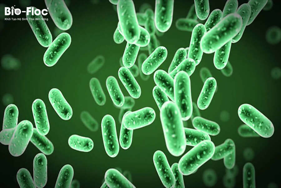 Ba tác động vượt trội của men vi sinh cho đường ruột thủy sản khỏe ...