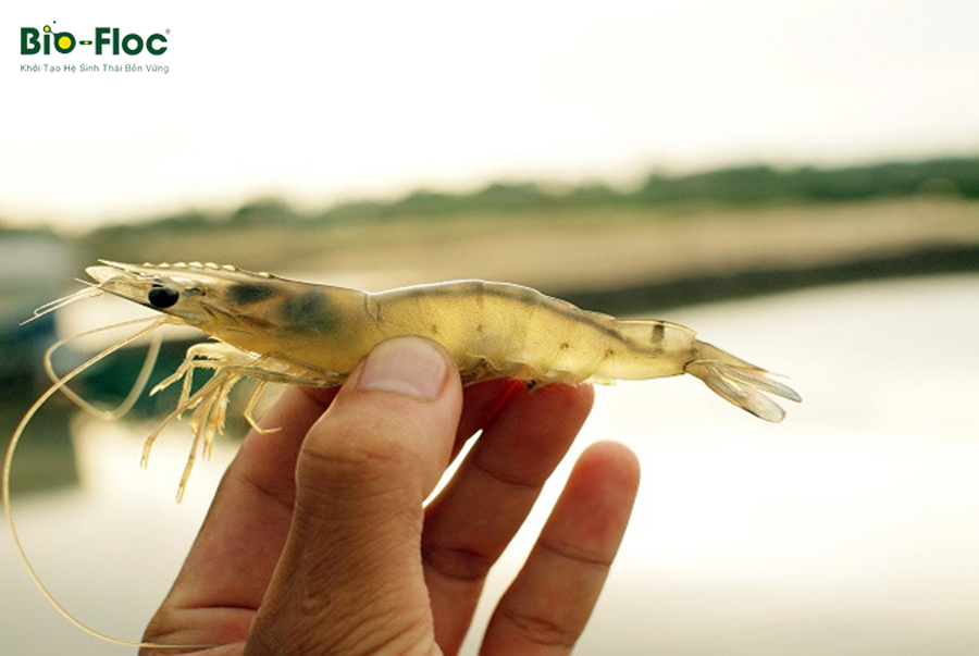 Ba tác động vượt trội của men vi sinh cho đường ruột thủy sản khỏe ...