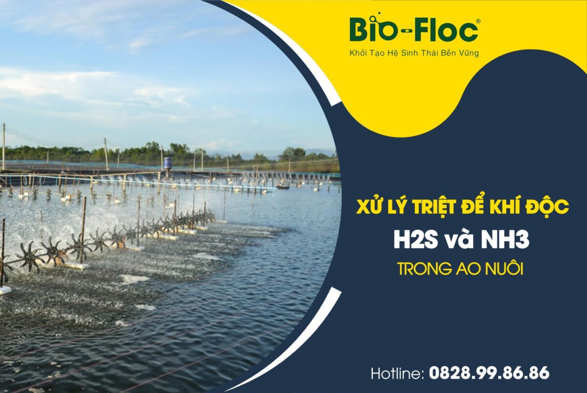 BIO-FLOC 01 - vi sinh xử lý nhanh H2S và NH3 - Biofloc