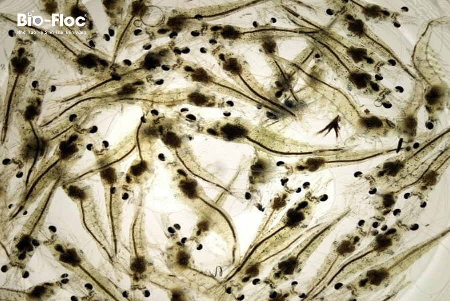 Phòng bệnh phân trắng, chăm sóc đường ruột tôm khỏe mạnh nhờ BFC Protic ...